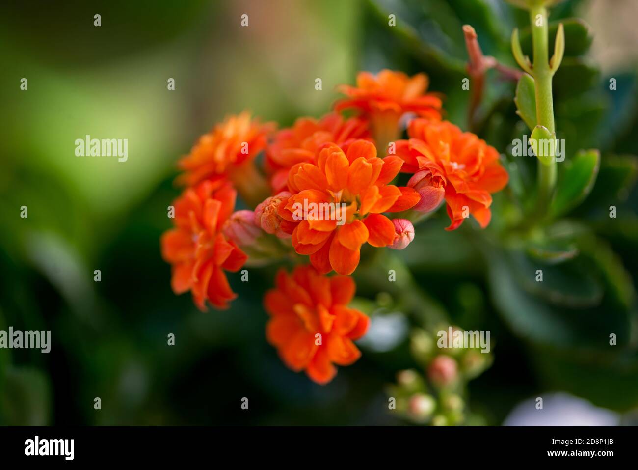Orange clivia miniata in the garden Stock Photo - Alamy