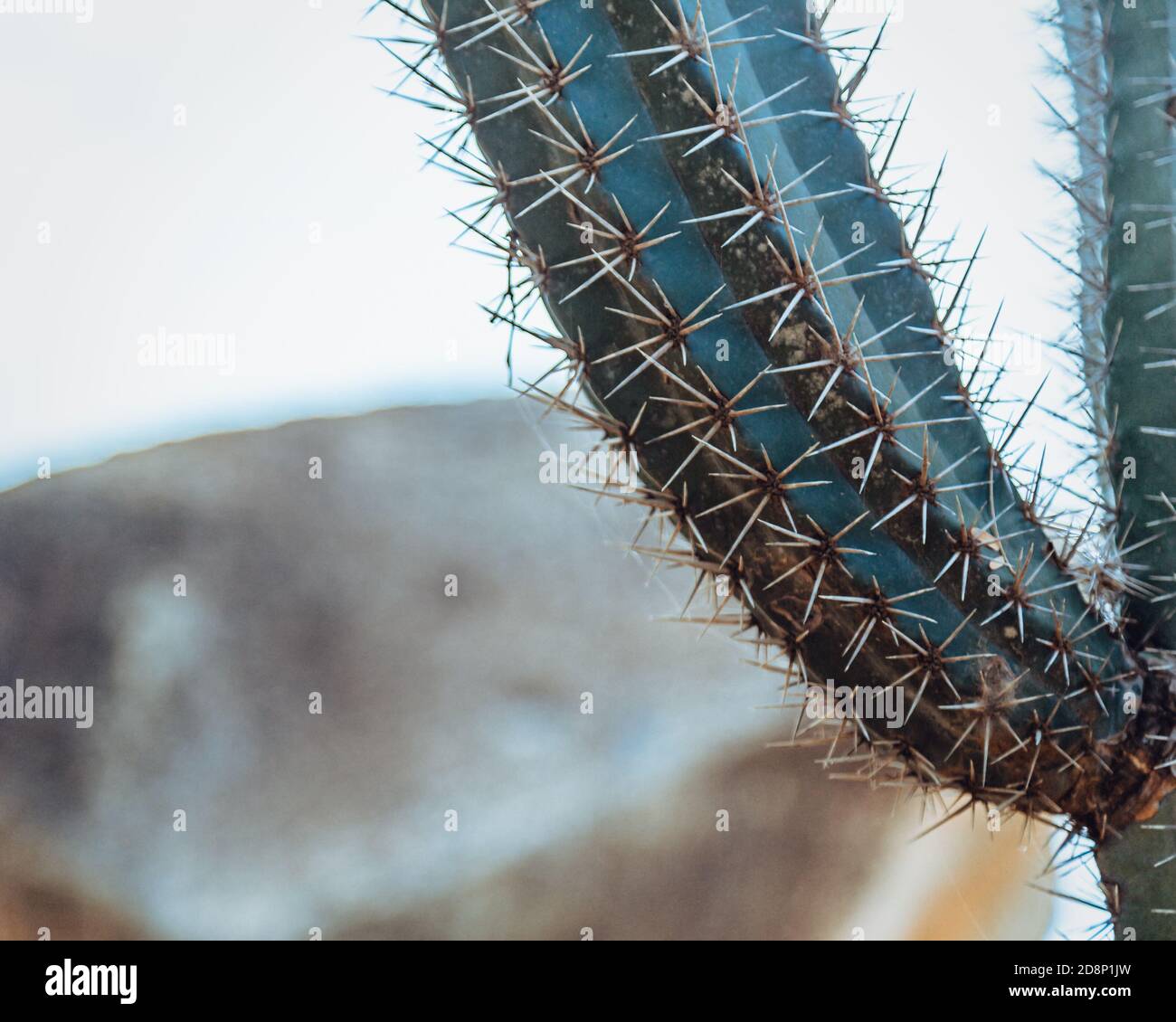 Spiky cactus plant in rocky Aruba desert Stock Photo - Alamy