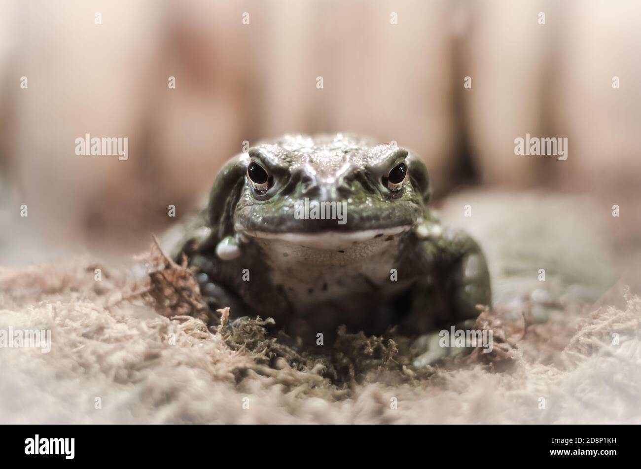 Hypnotist frog hi-res stock photography and images - Alamy