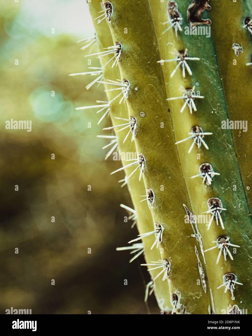 Prickly texture hi-res stock photography and images - Alamy