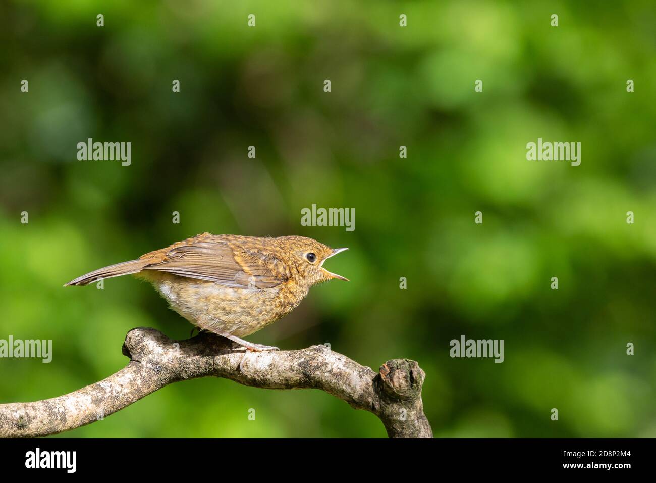 Fledgling robin hi-res stock photography and images - Alamy