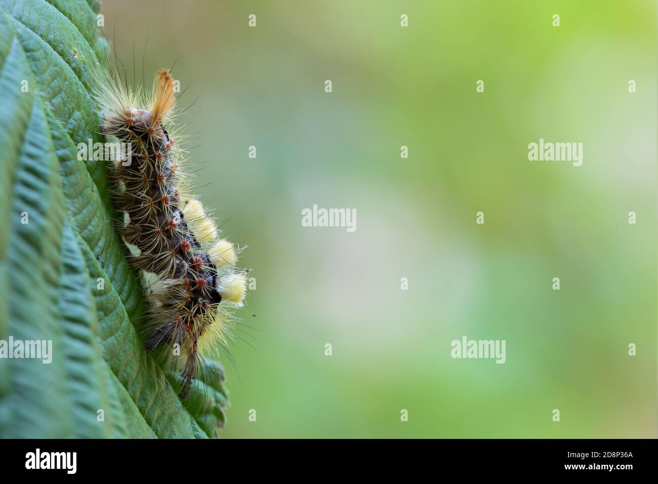 Orgyia antiqua, the rusty tussock moth or vapourer Stock Photo - Alamy