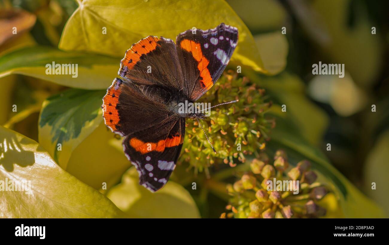 Nice butterfly hi-res stock photography and images - Alamy