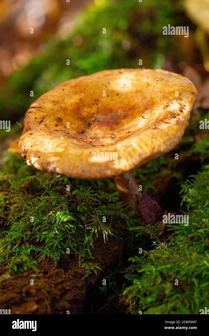 Paxillus involutus hi-res stock photography and images - Alamy