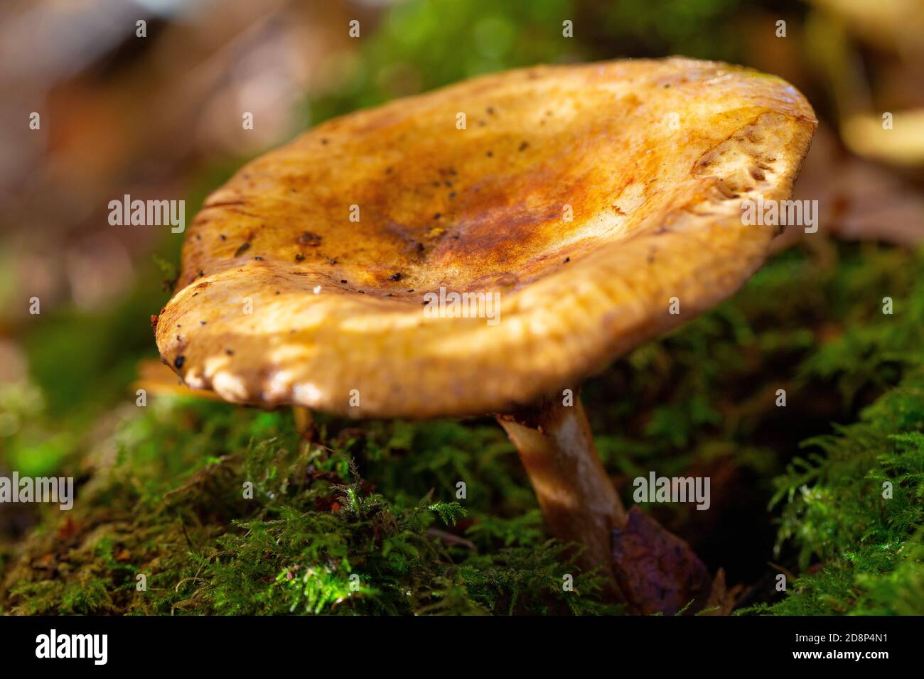 Paxillus involutus hi-res stock photography and images - Alamy