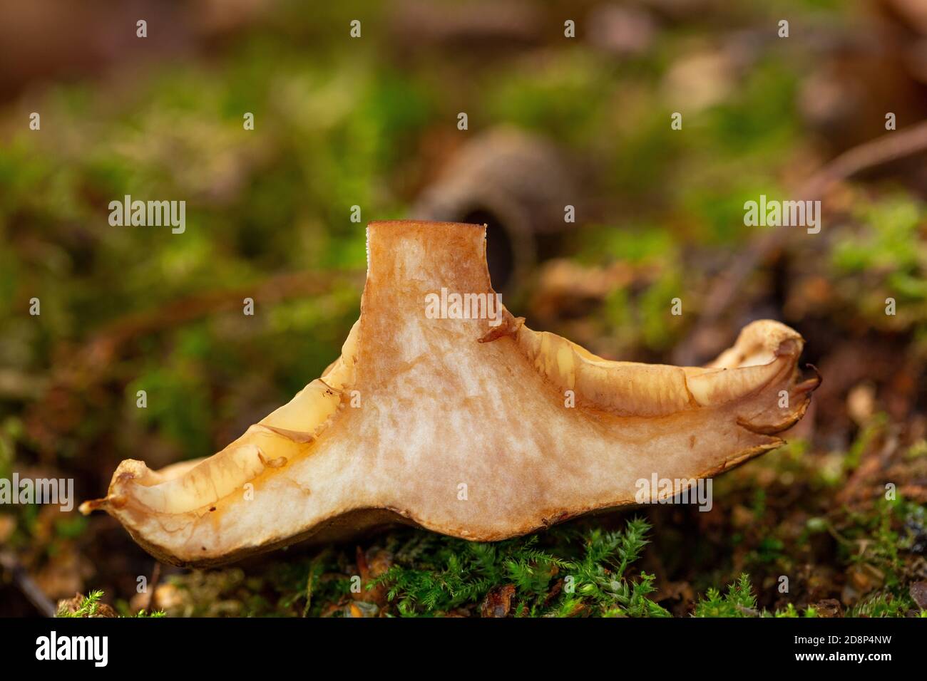 Cross section of Paxillus involutus Stock Photo - Alamy