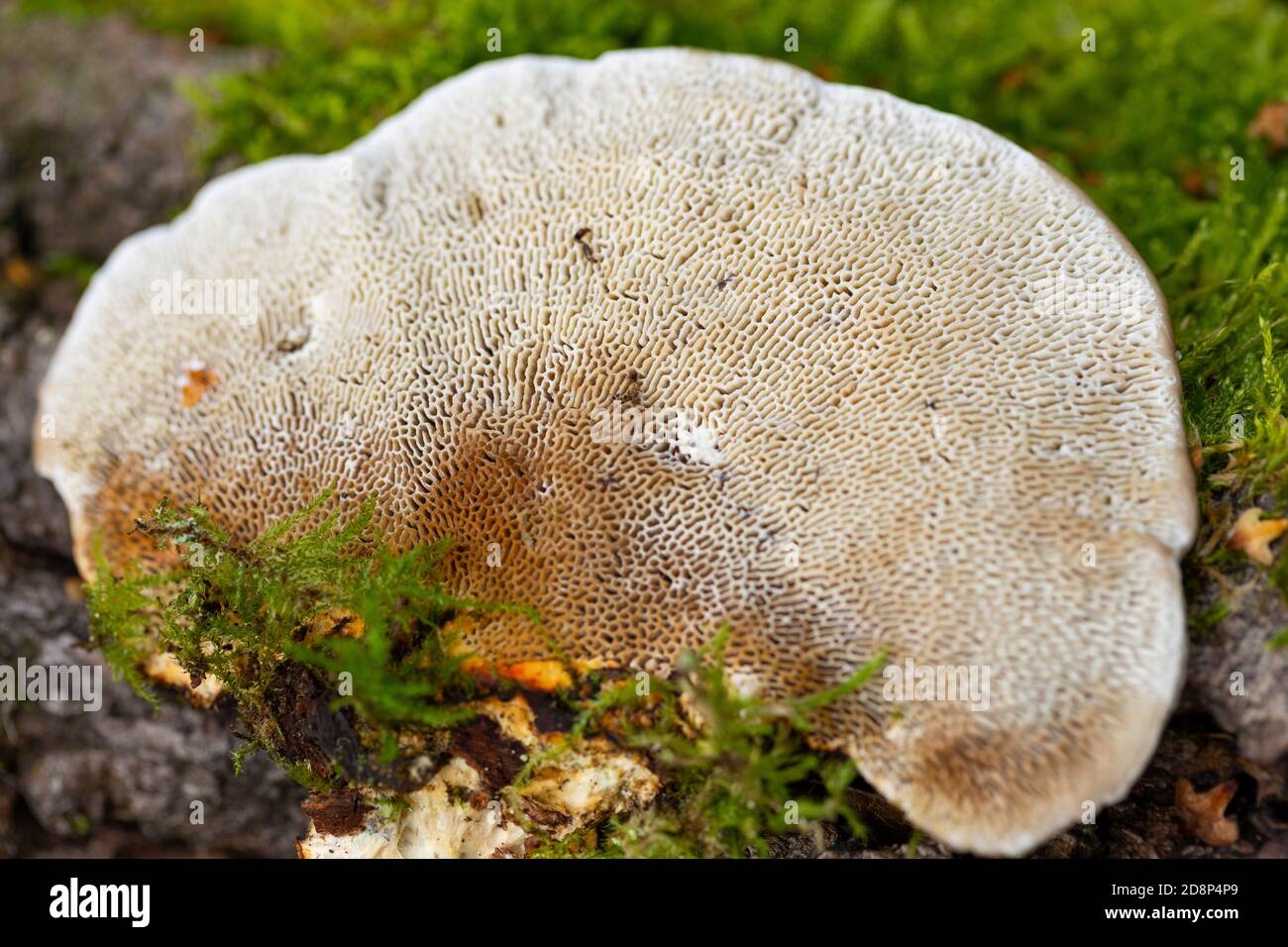 Bruised fruit hi-res stock photography and images - Alamy