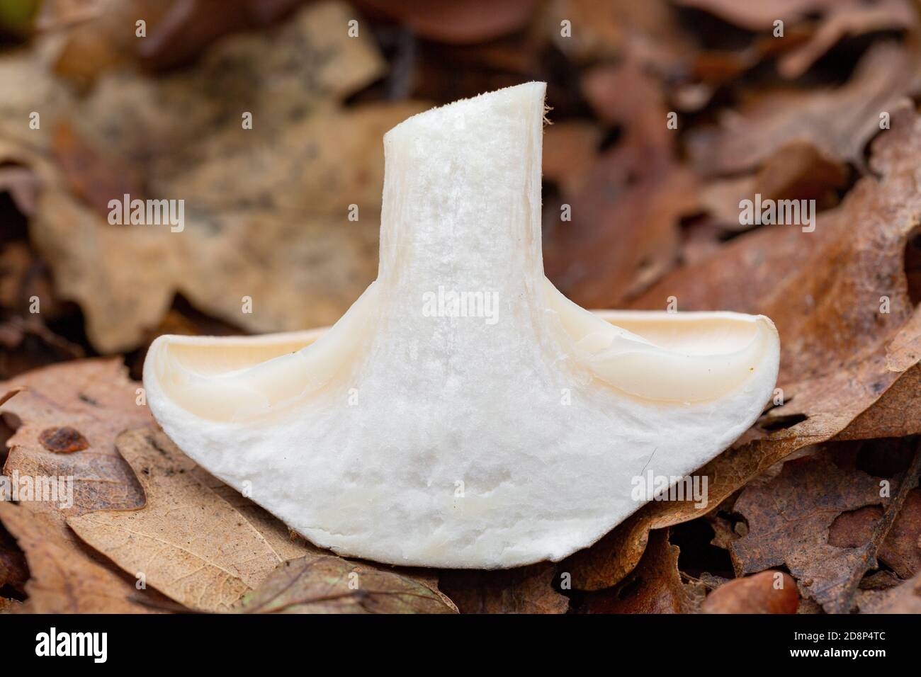 Cross section of Clitocybe nebularis Stock Photo - Alamy