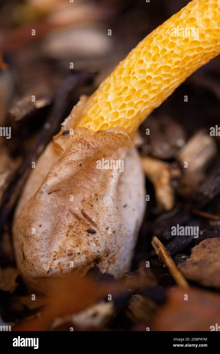 Mutinus caninus egg sack Stock Photo - Alamy