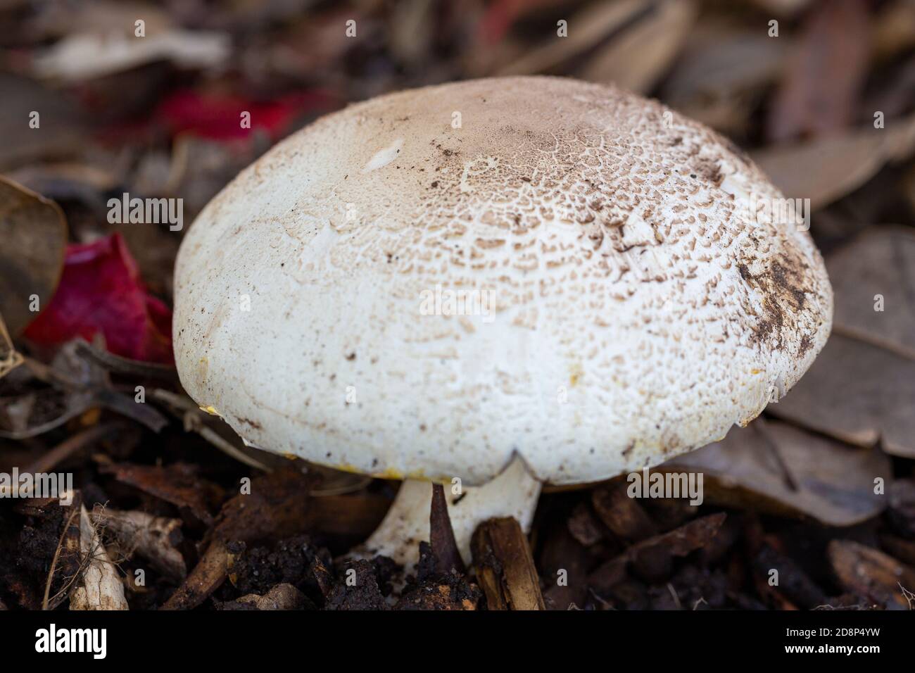 Xanthodermus hi-res stock photography and images - Alamy