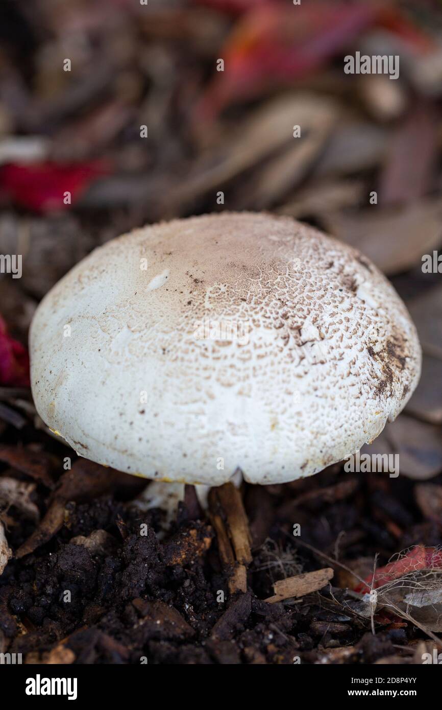 Xanthodermus High Resolution Stock Photography and Images - Alamy