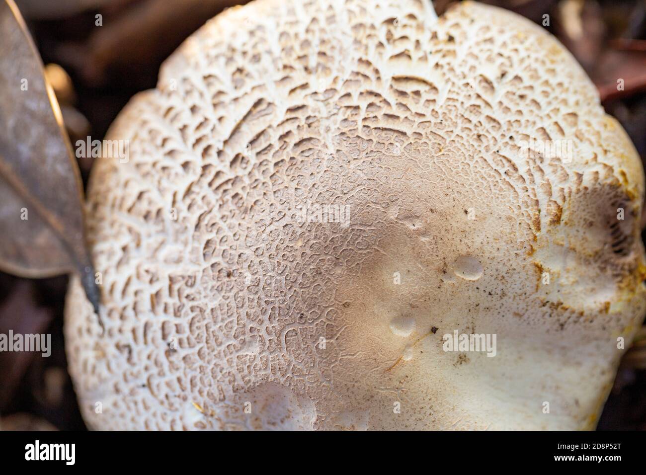 Yellow stainer fungi agaricus hi-res stock photography and images - Alamy