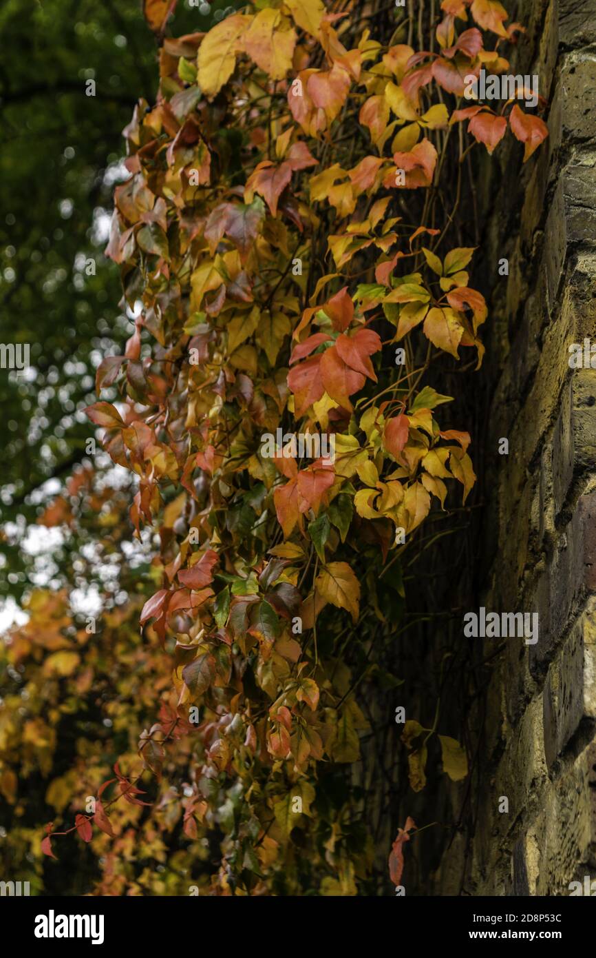 Vines crawl hi-res stock photography and images - Alamy
