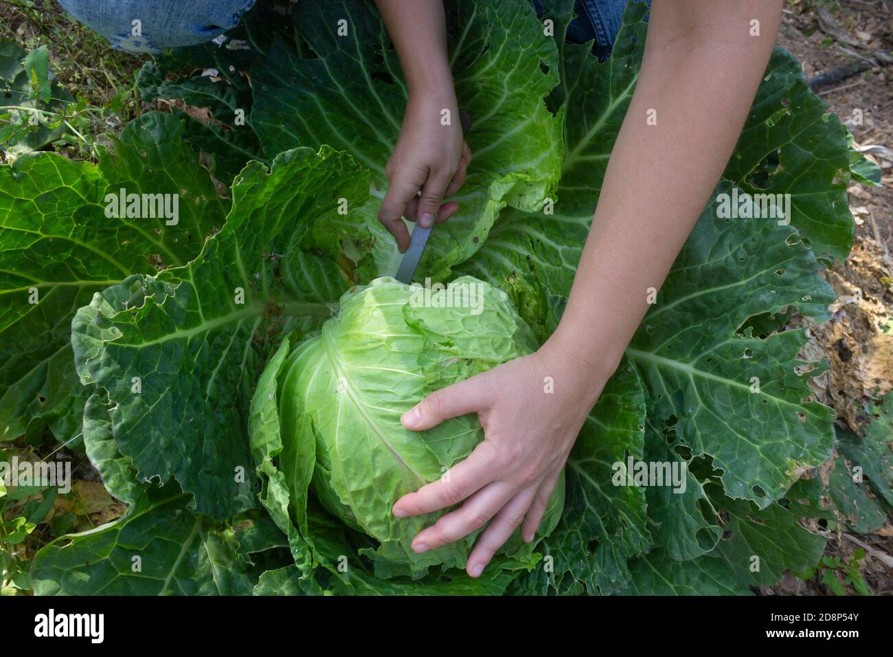 Woman harvesting and cutting cabbage in vegetable garden.Farming ...