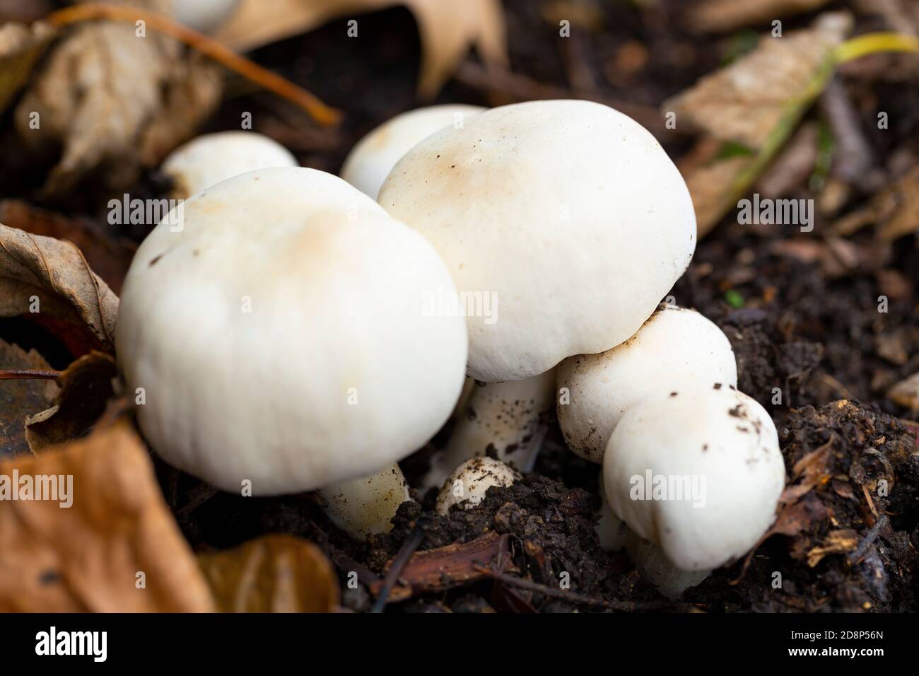 Xanthodermus hi-res stock photography and images - Alamy
