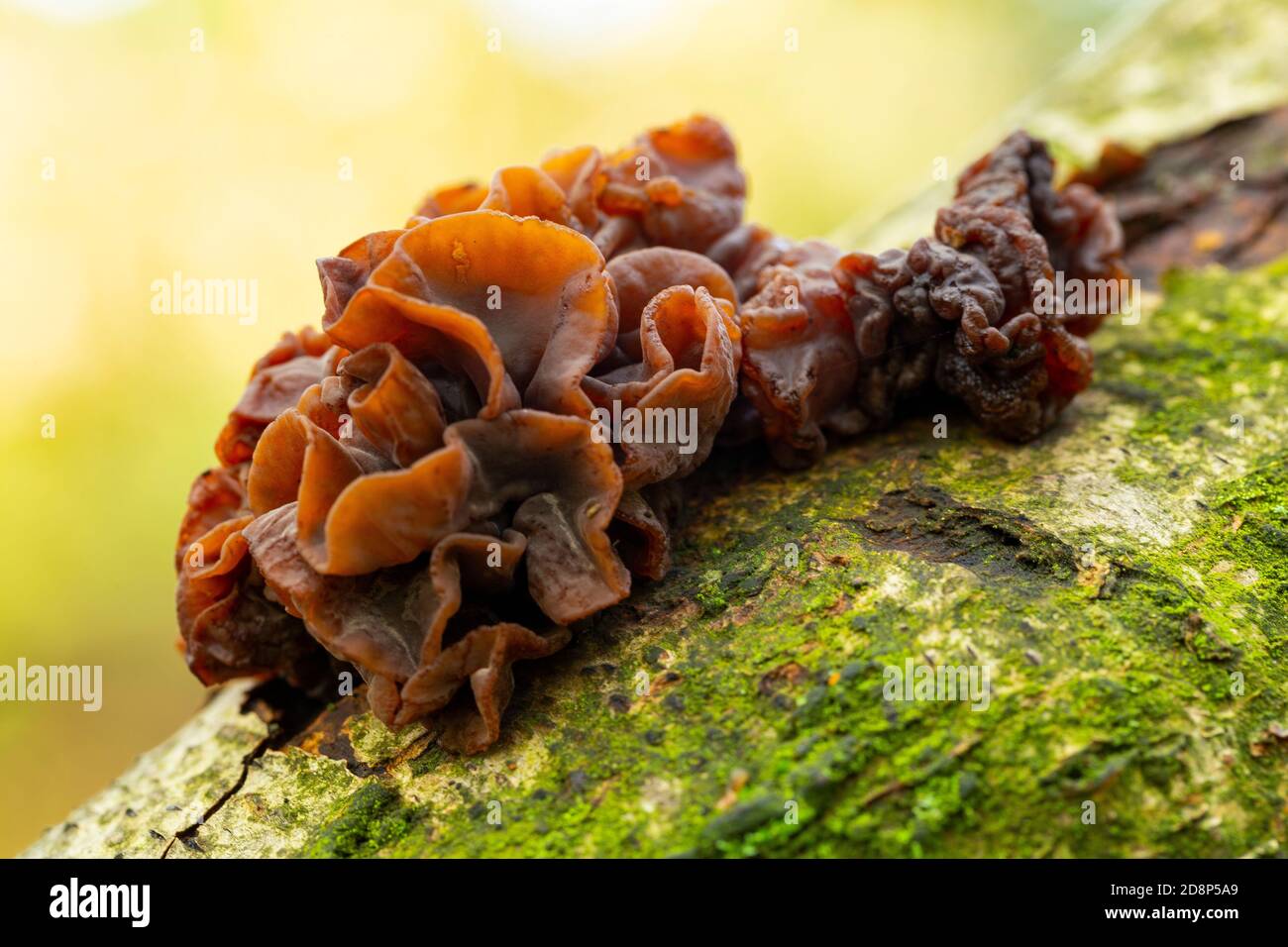 Leafy brain tremella foliacea hi-res stock photography and images - Alamy
