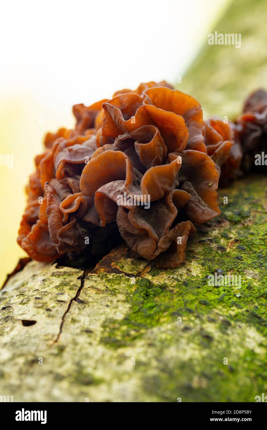Leafy brain tremella foliacea hi-res stock photography and images - Alamy