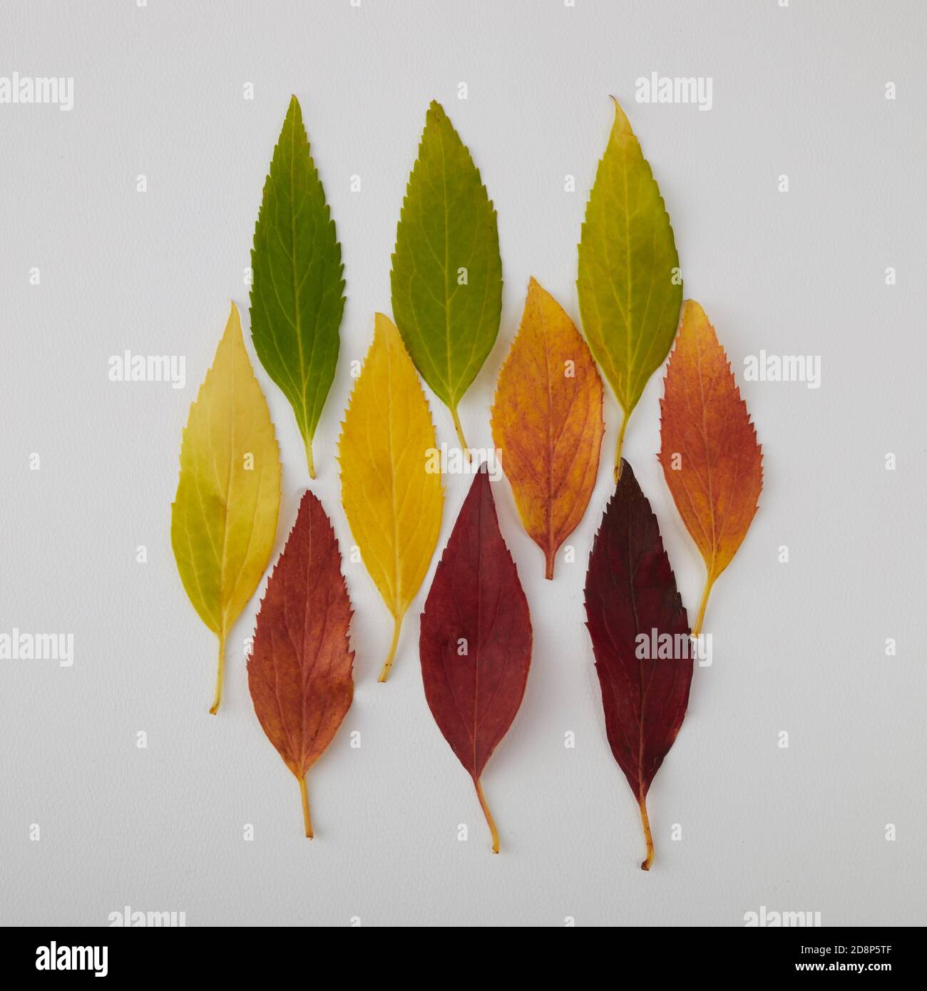 Autumn leaves rainbow color gradient. Autumn season change concept ...