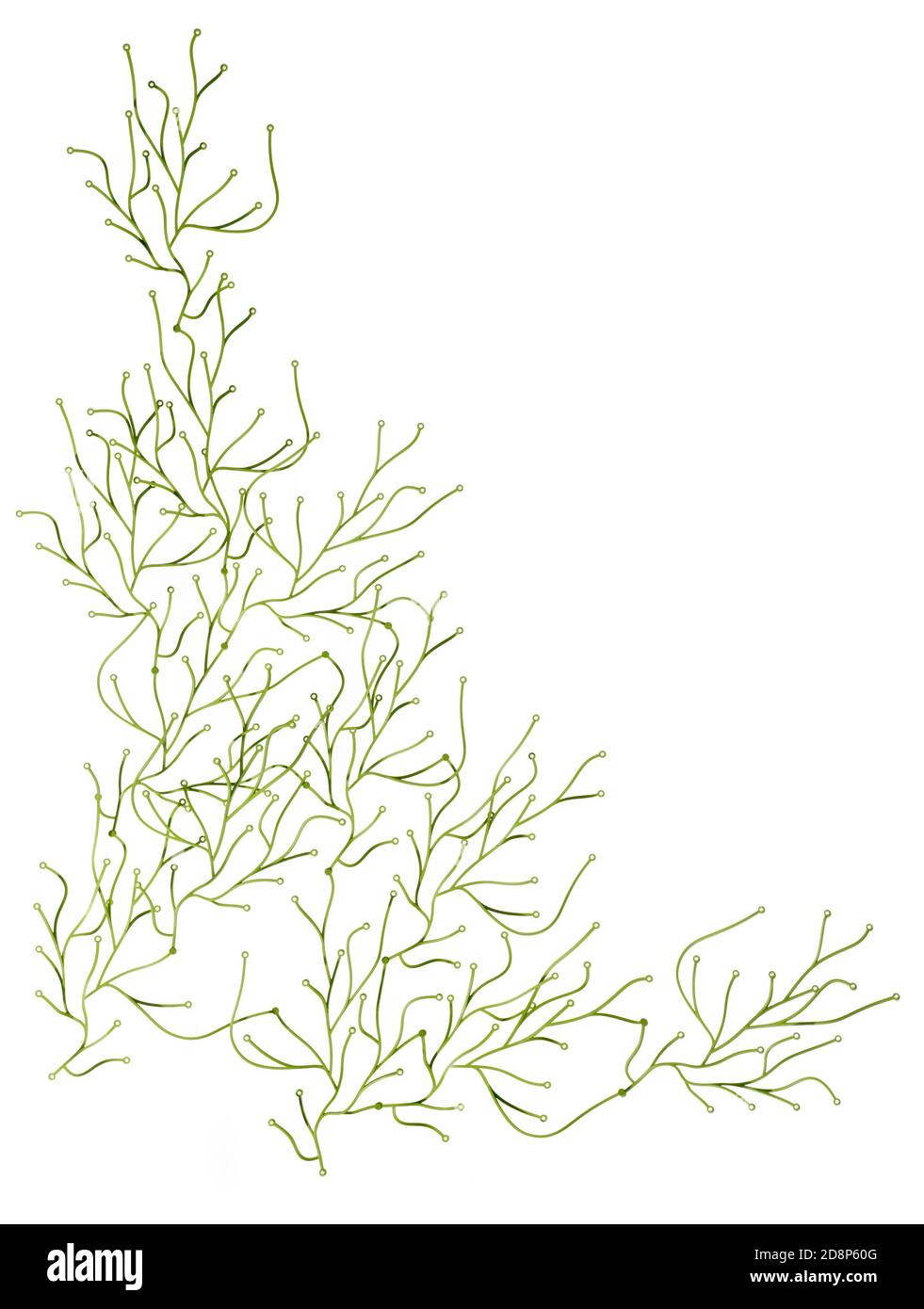 Vitra algae room divider hi-res stock photography and images - Alamy