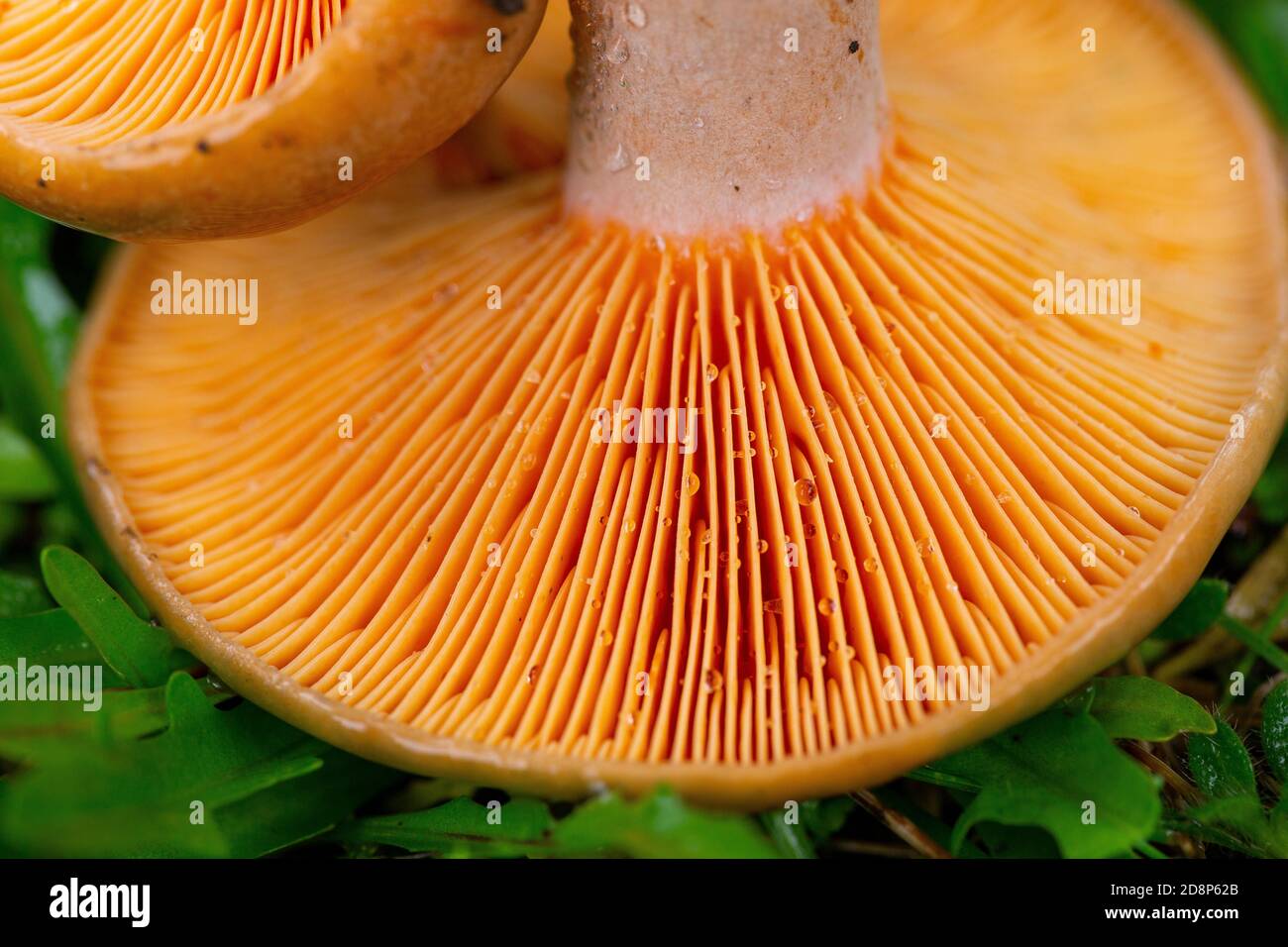Lactarius deterrimus orange milkcap hi-res stock photography and images ...