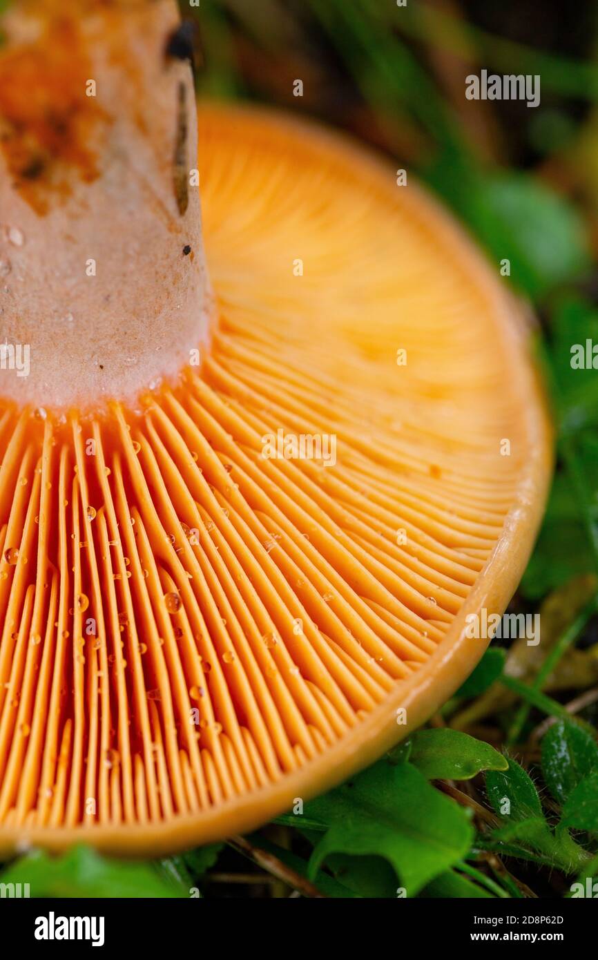 Orange milkcap lactarius deterrimus hi-res stock photography and images ...