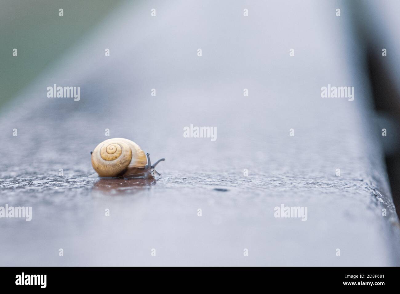 a small snail with yellow snail shell crawls on a park bench Stock ...