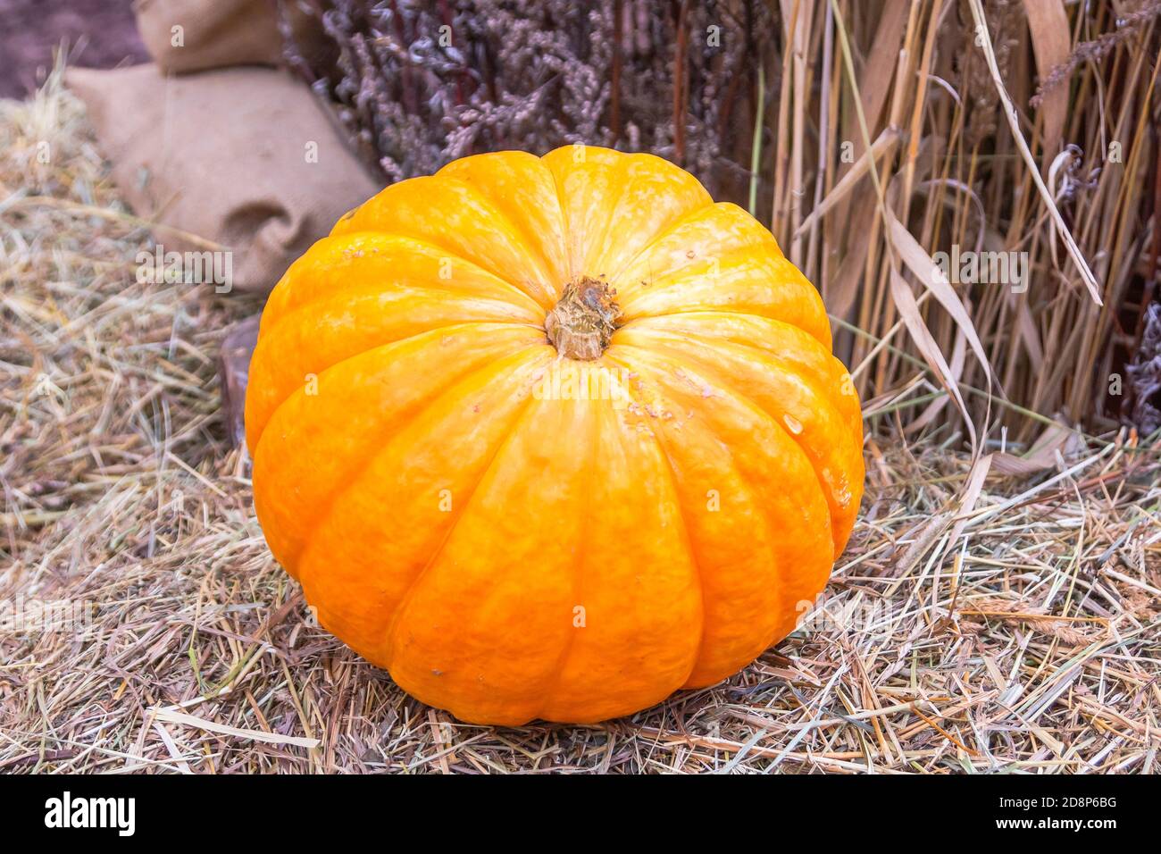 Giant red pumpkin hi-res stock photography and images - Alamy
