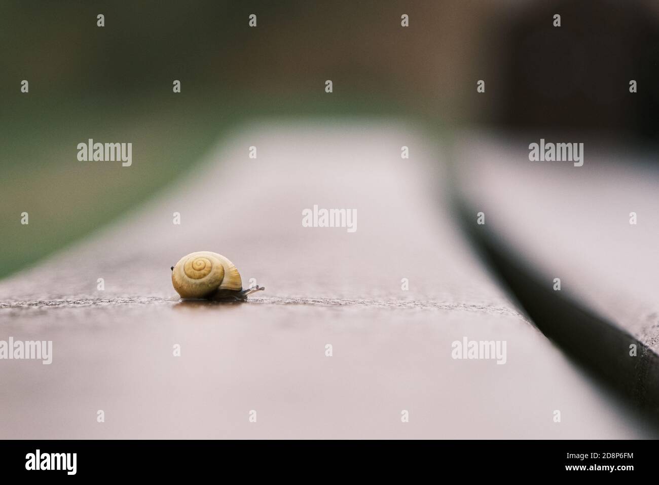 a small snail with yellow snail shell crawls on a park bench Stock ...