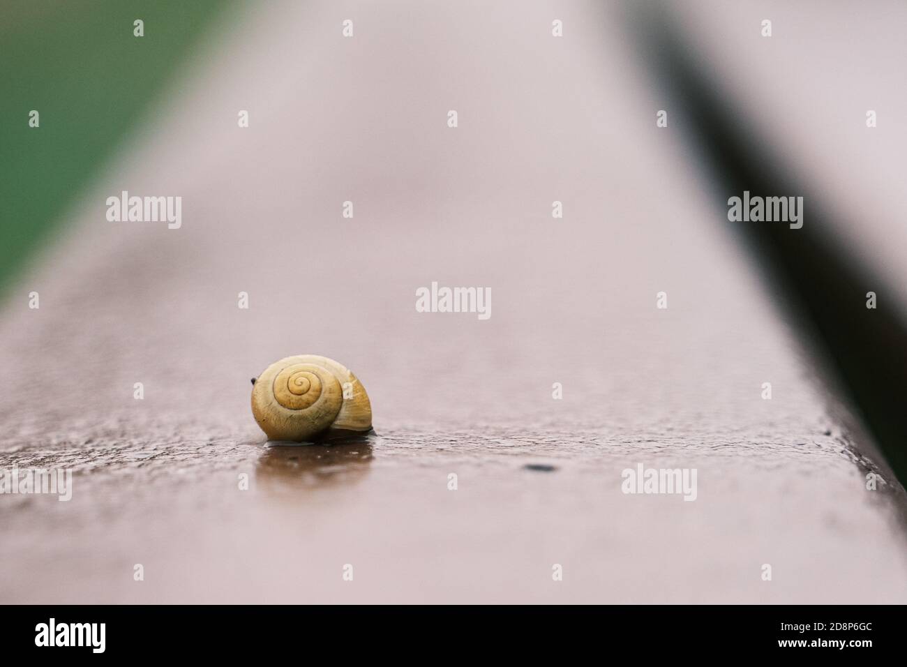 a small snail with yellow snail shell crawls on a park bench Stock ...