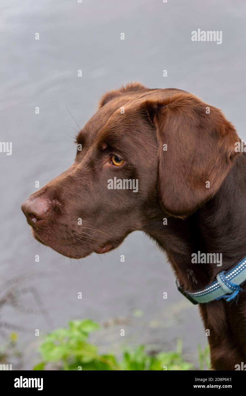 Labrador springer spaniel cross hi-res stock photography and images - Alamy