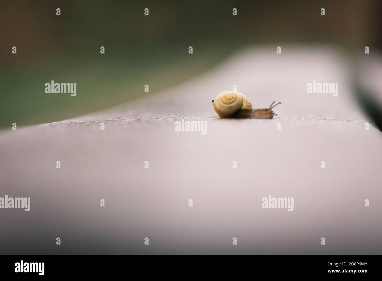 a small snail with yellow snail shell crawls on a park bench Stock ...