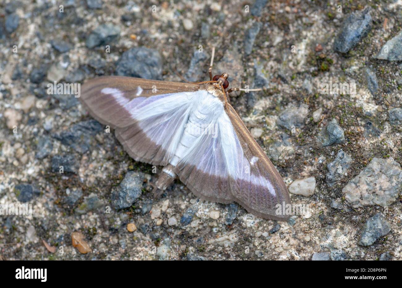 Box tree moth (Cydamlima perspectalis) at rest on a concrete garden ...