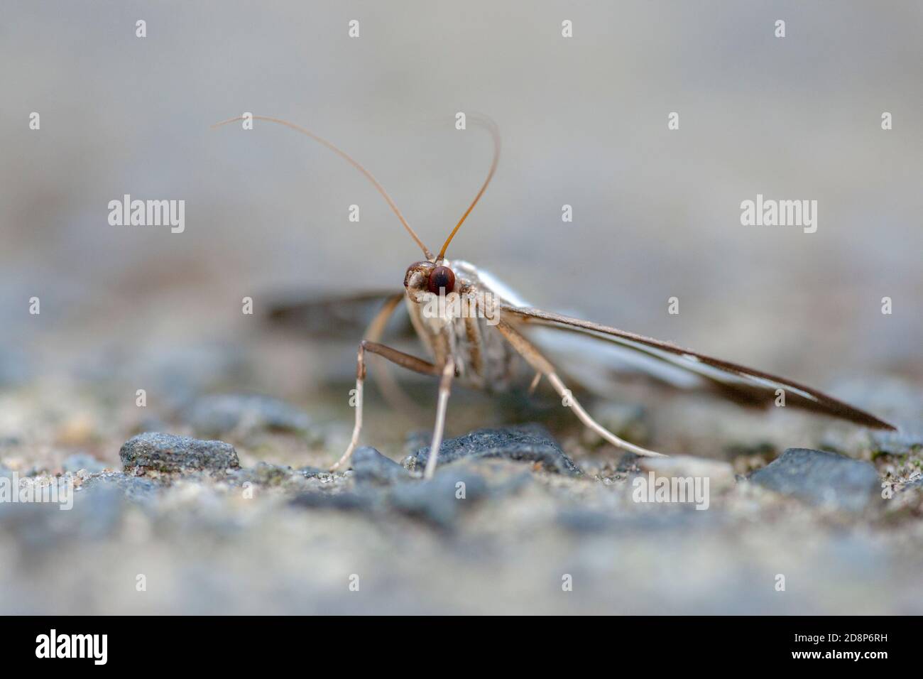 Box tree moth (Cydamlima perspectalis) at rest on a concrete garden ...
