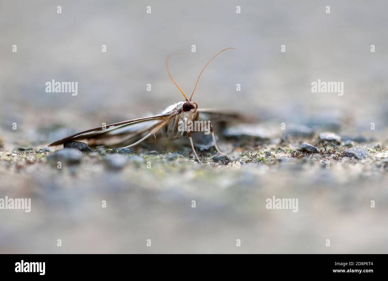 Box tree moth (Cydamlima perspectalis) at rest on a concrete garden ...