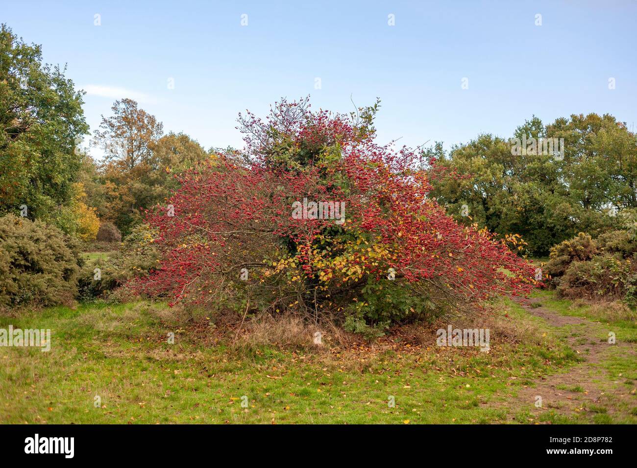 Hawthorn (Crataegus monogyna) bearing fruit berries during autumn ...