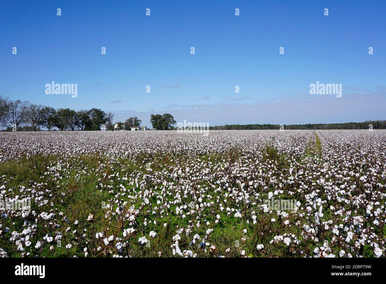 Cotton farm hi-res stock photography and images - Alamy