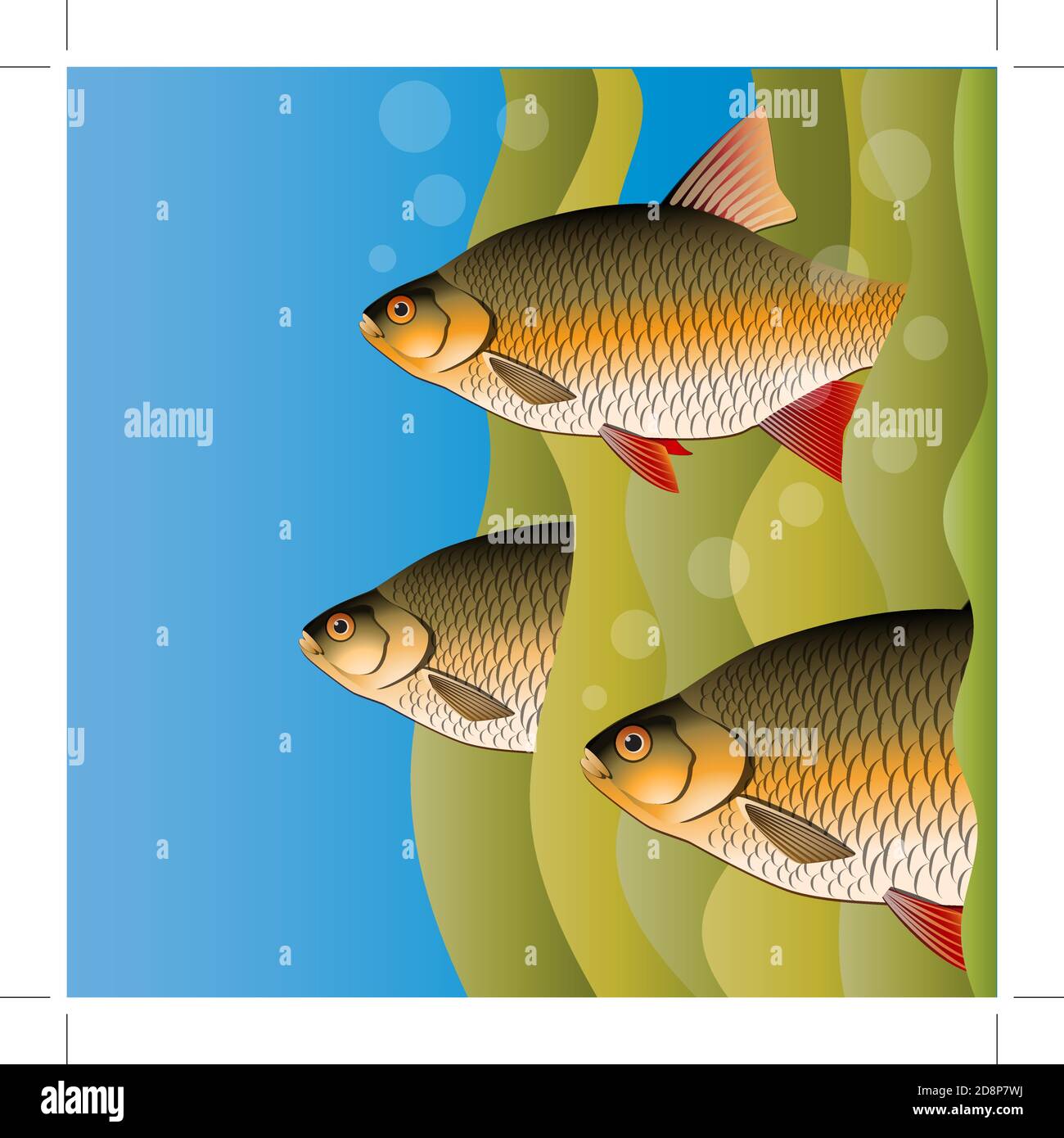 Redfins flock. Fish look out of algae. Under the water. Bright colors ...