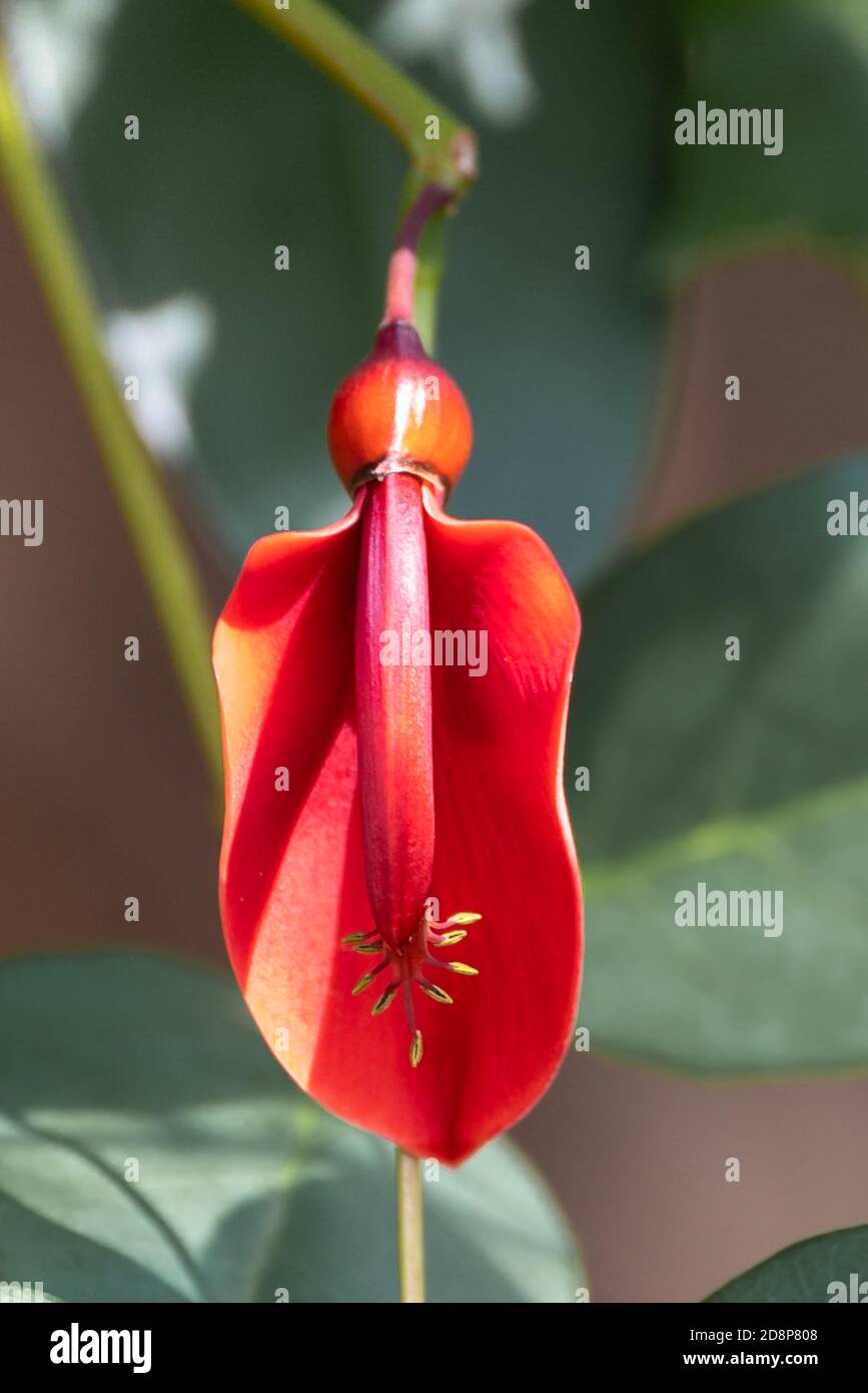 Single flower of the Cockspur Coraltree Stock Photo - Alamy