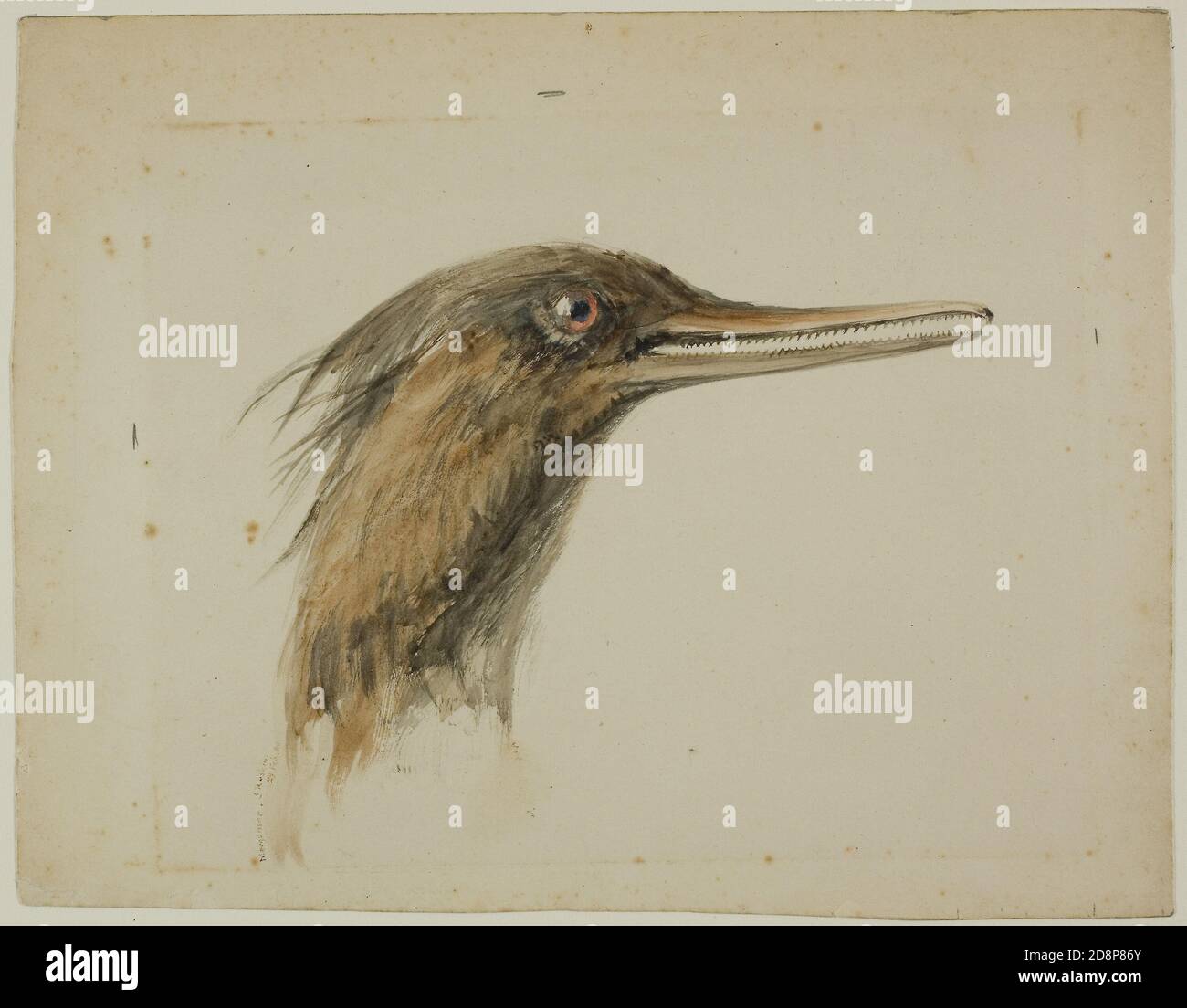 Watercolor; over traces of graphite; on tan wove paper Stock Photo - Alamy