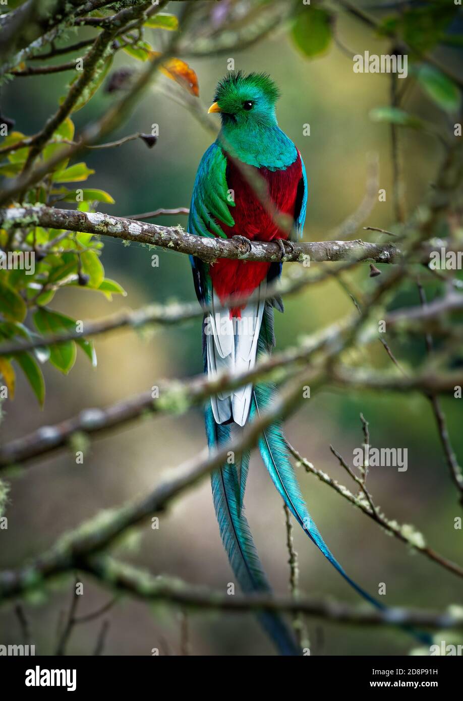 Quetzal bird hi-res stock photography and images - Alamy