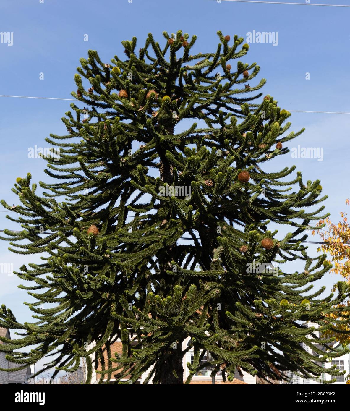 Plants concepts hi-res stock photography and images - Alamy