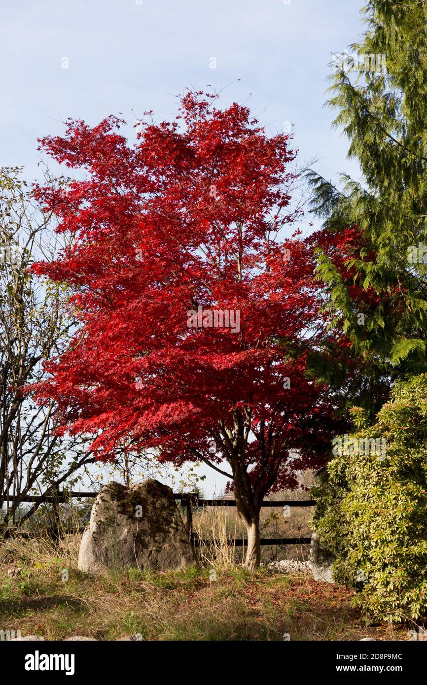 Trees british columbia hi-res stock photography and images - Alamy