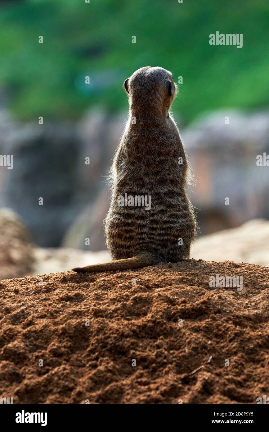Meerkat portrait from behind hi-res stock photography and images - Alamy
