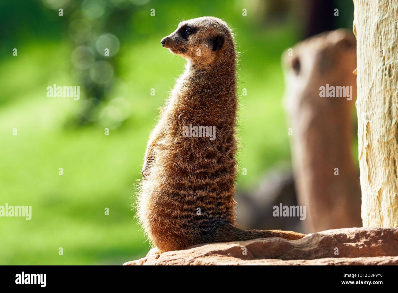 Meerkat portrait from behind hi-res stock photography and images - Alamy
