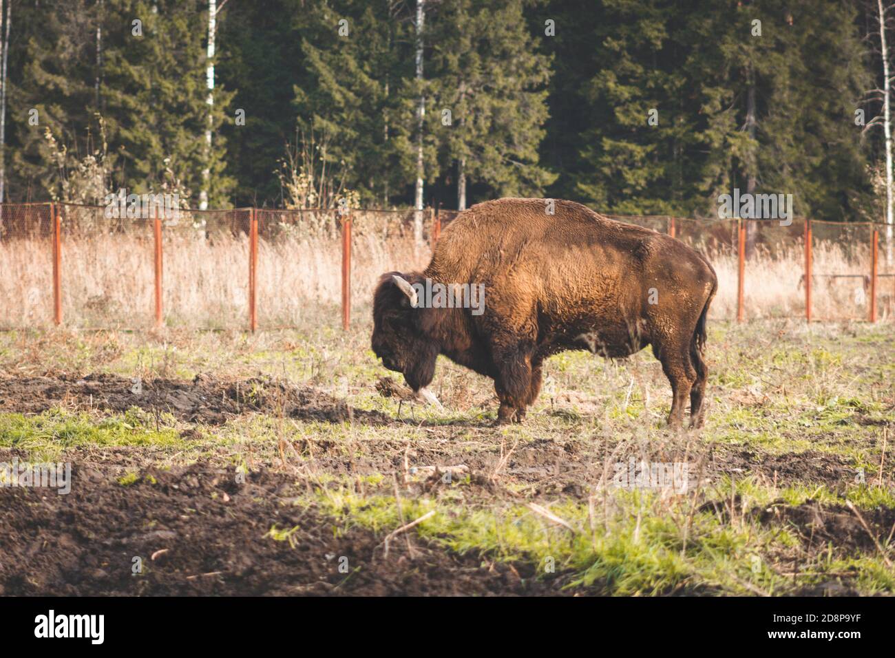 wild bison on grazing pinches grass hump and powerful horns art filter ...