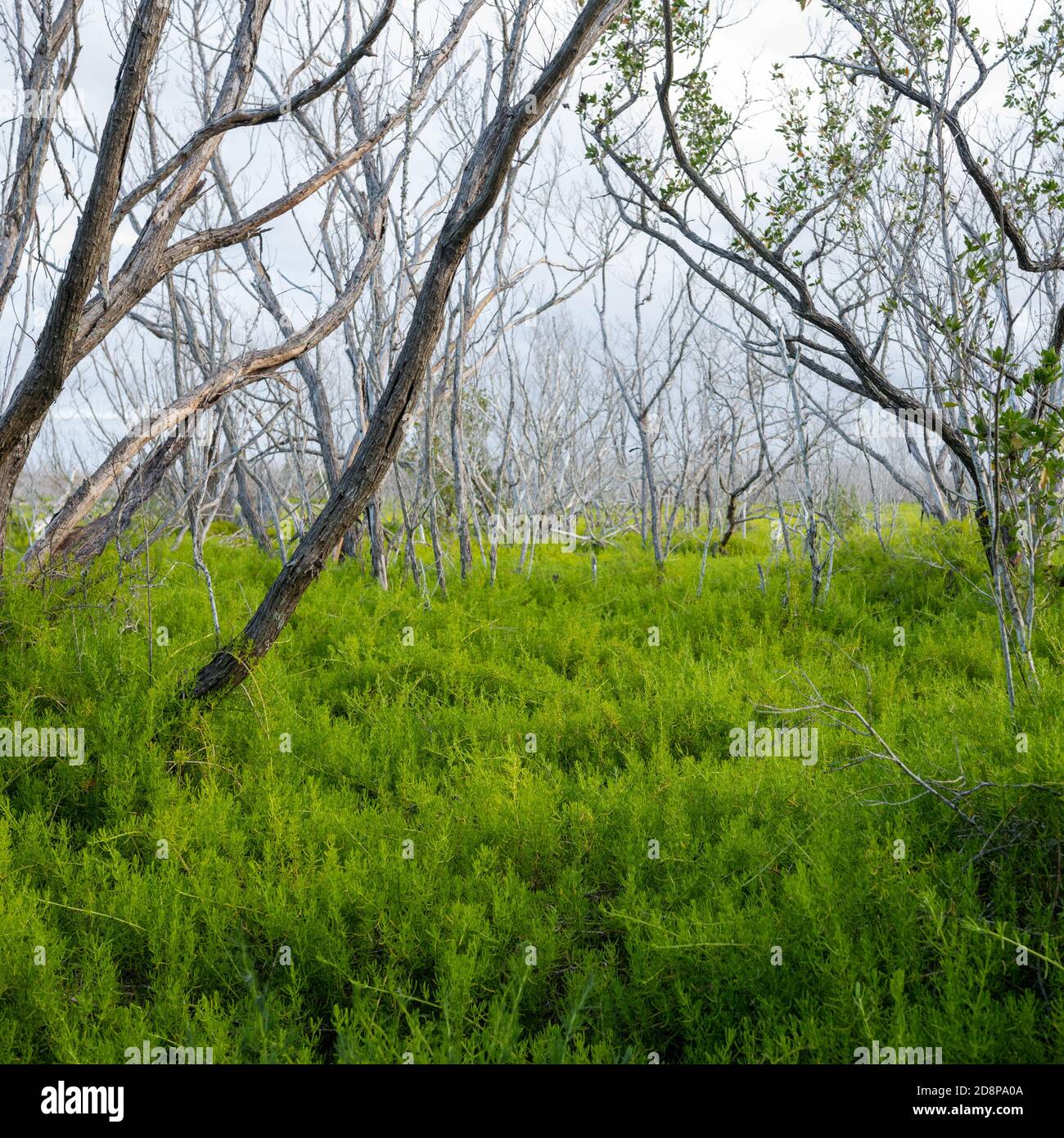 Pickleweed Covers the Ground Below Dried Trees in Everglades wilderness ...