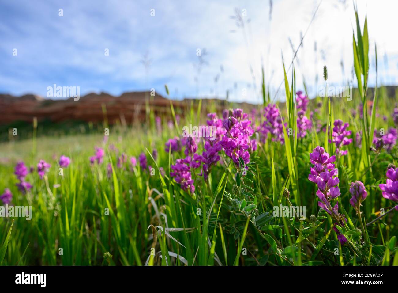 Purple Wildflowers in Wyoming Field in summer Stock Photo - Alamy
