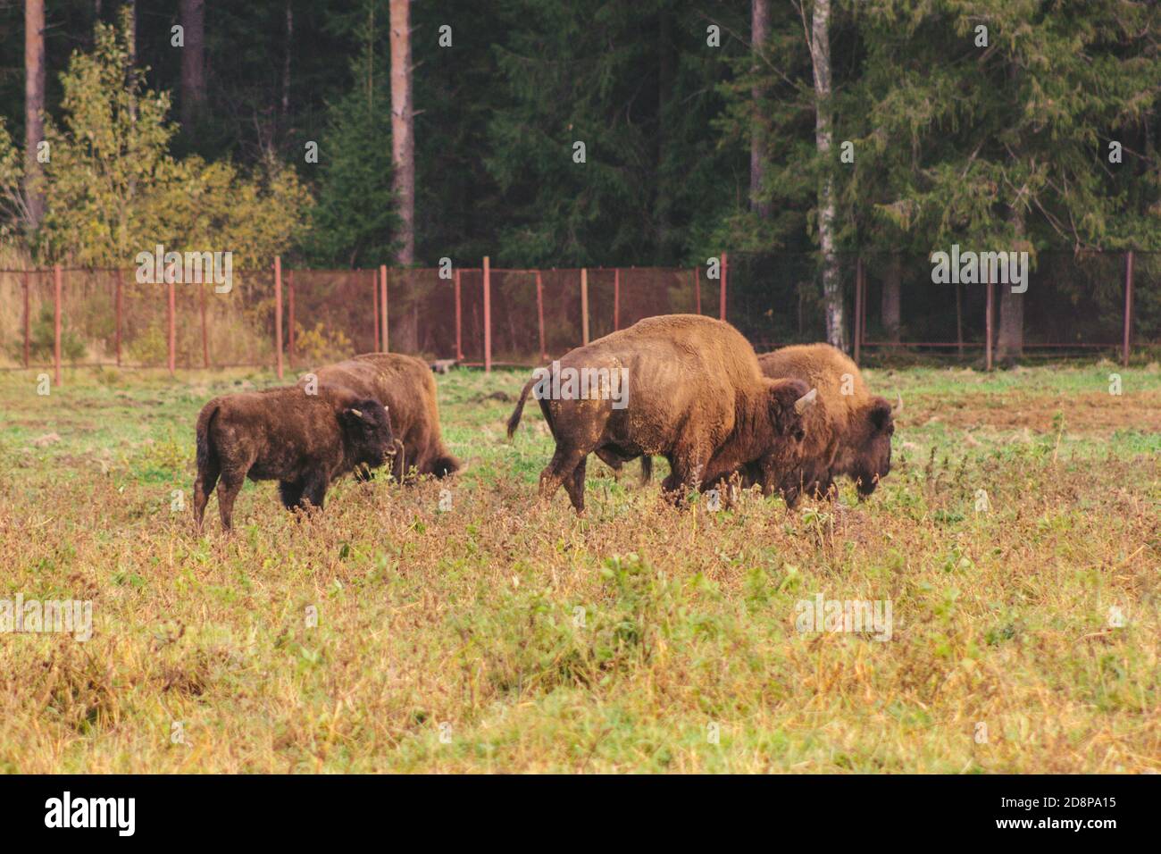 family of bison in the wild adults and children pinching grass Stock ...