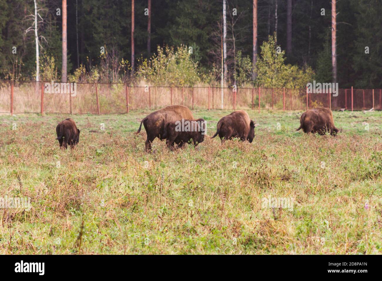 family of bison in the wild adults and children pinching grass Stock ...