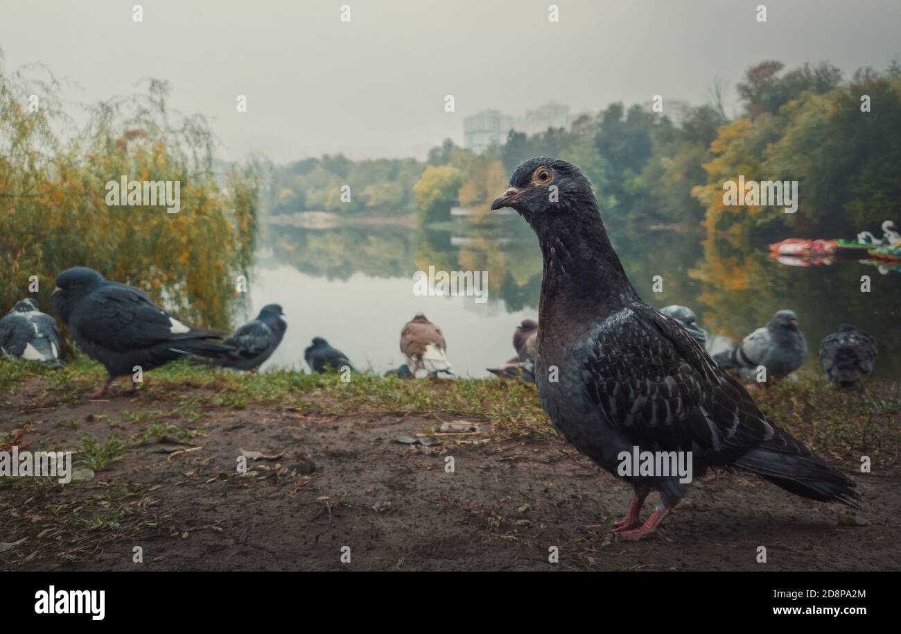 Pigeon environment hi-res stock photography and images - Alamy